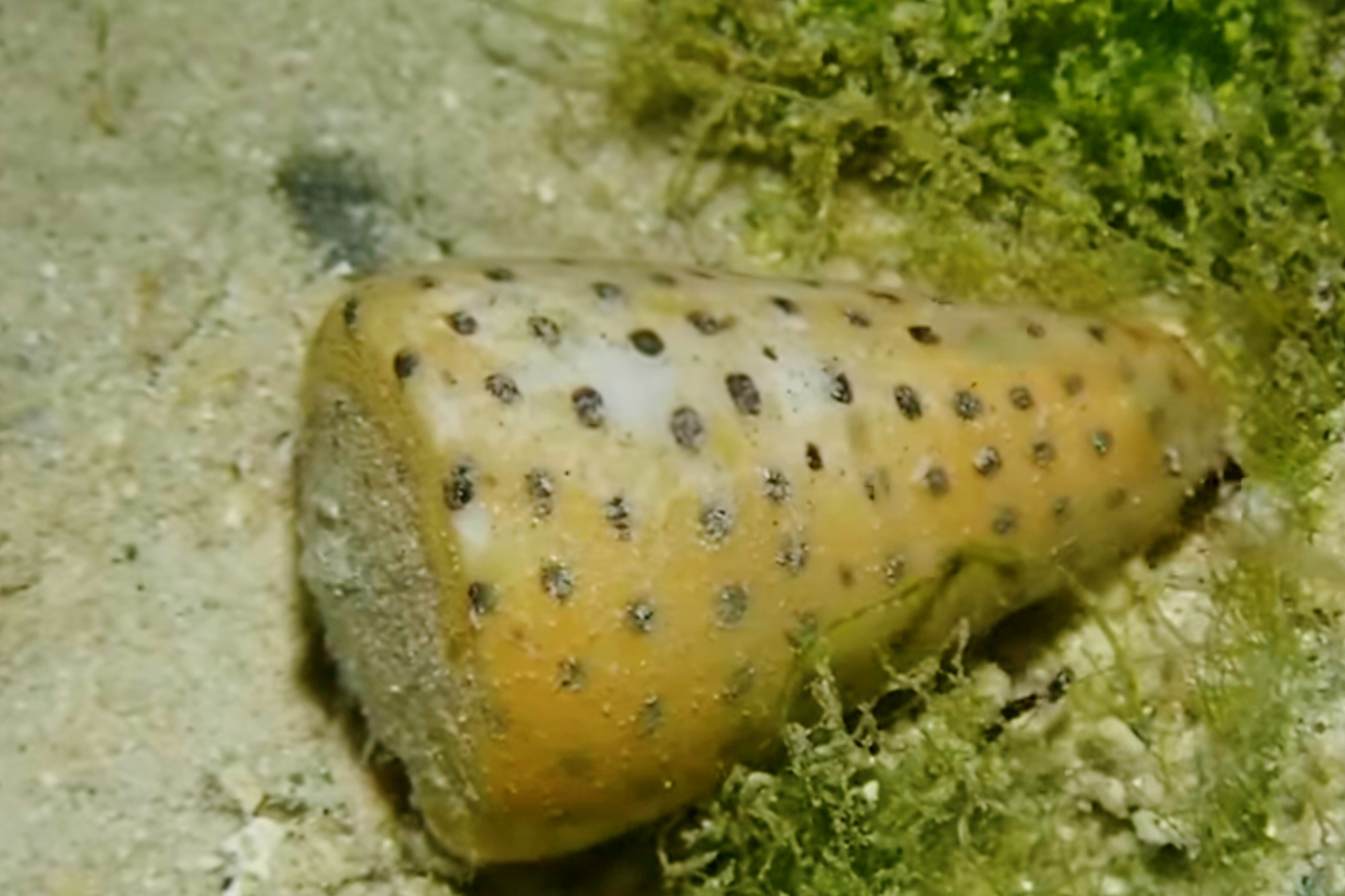 Venomous Cone Snails Spotted at Rasfannu Beach - The Standard Maldives