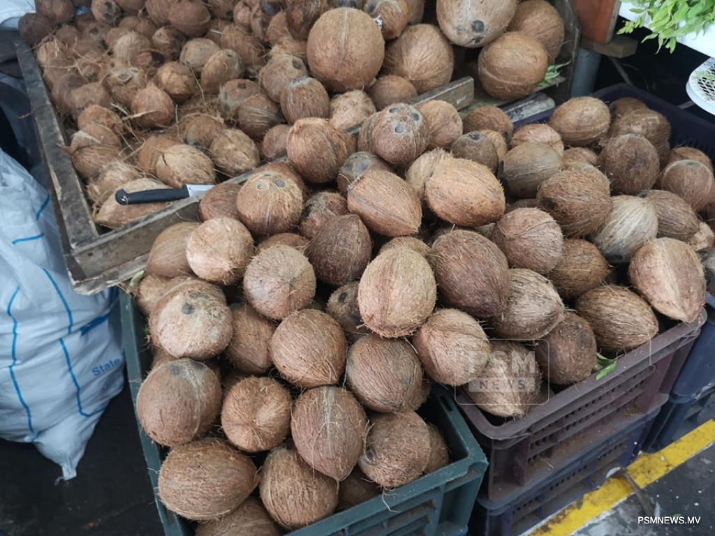 STO Releases New Coconut Shipment to Control Rising Prices Amid Ramadan ...